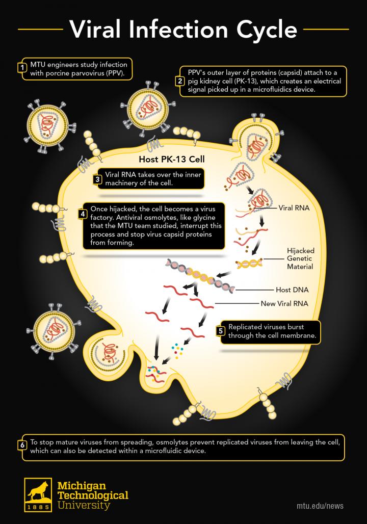 Viral Infection Cycle [IMAGE] | EurekAlert! Science News Releases