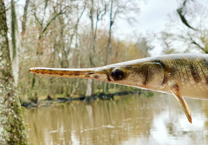 Spotted Gar in Bayou [IMAGE] | EurekAlert! Science News Releases