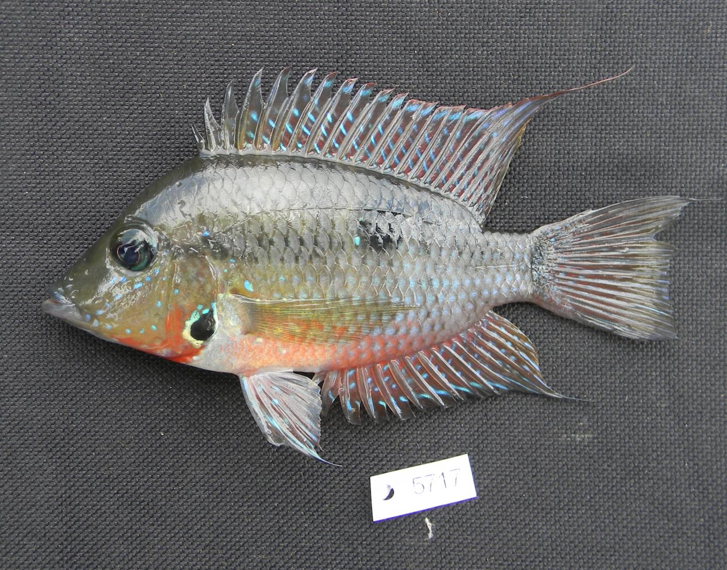 Thorichthys meeki [IMAGE] | EurekAlert! Science News Releases