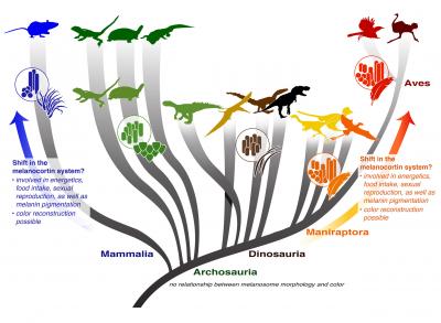 Revision to rules for color in dinosaurs sugg | EurekAlert!