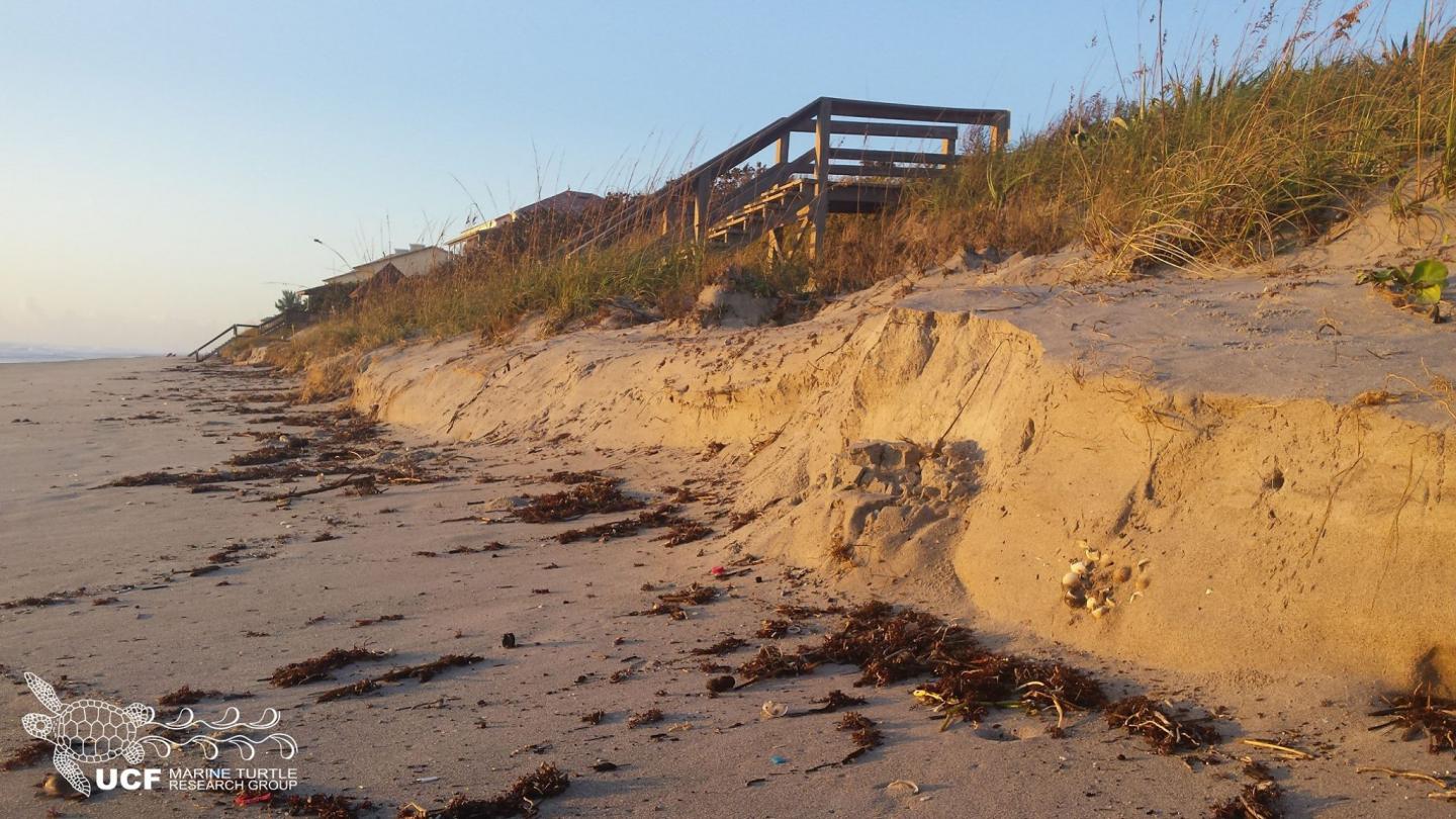Exposed Sea Turtle Nest [IMAGE] | EurekAlert! Science News Releases