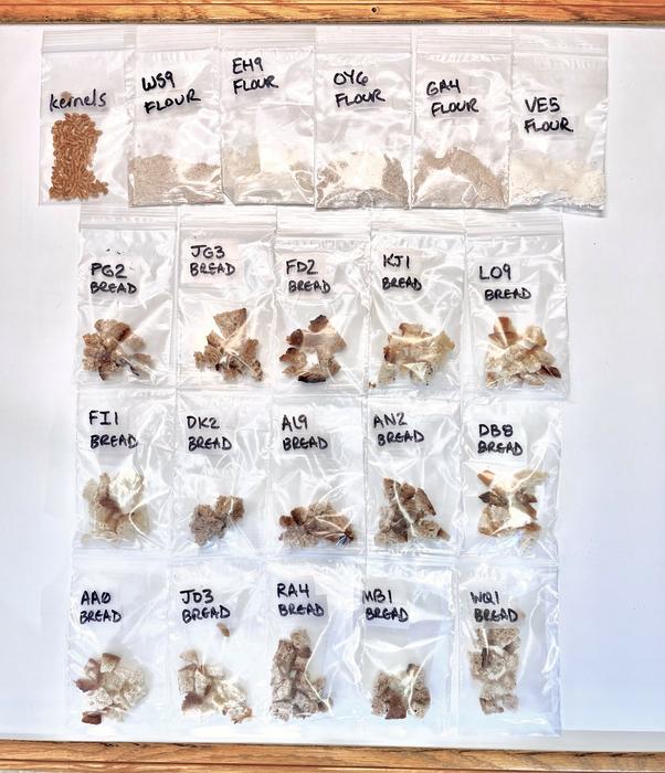 Wheat samples [IMAGE] | EurekAlert! Science News Releases