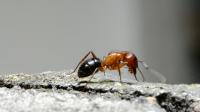 How Epigenetics Can Affect Ants' Behavior (8 | EurekAlert!