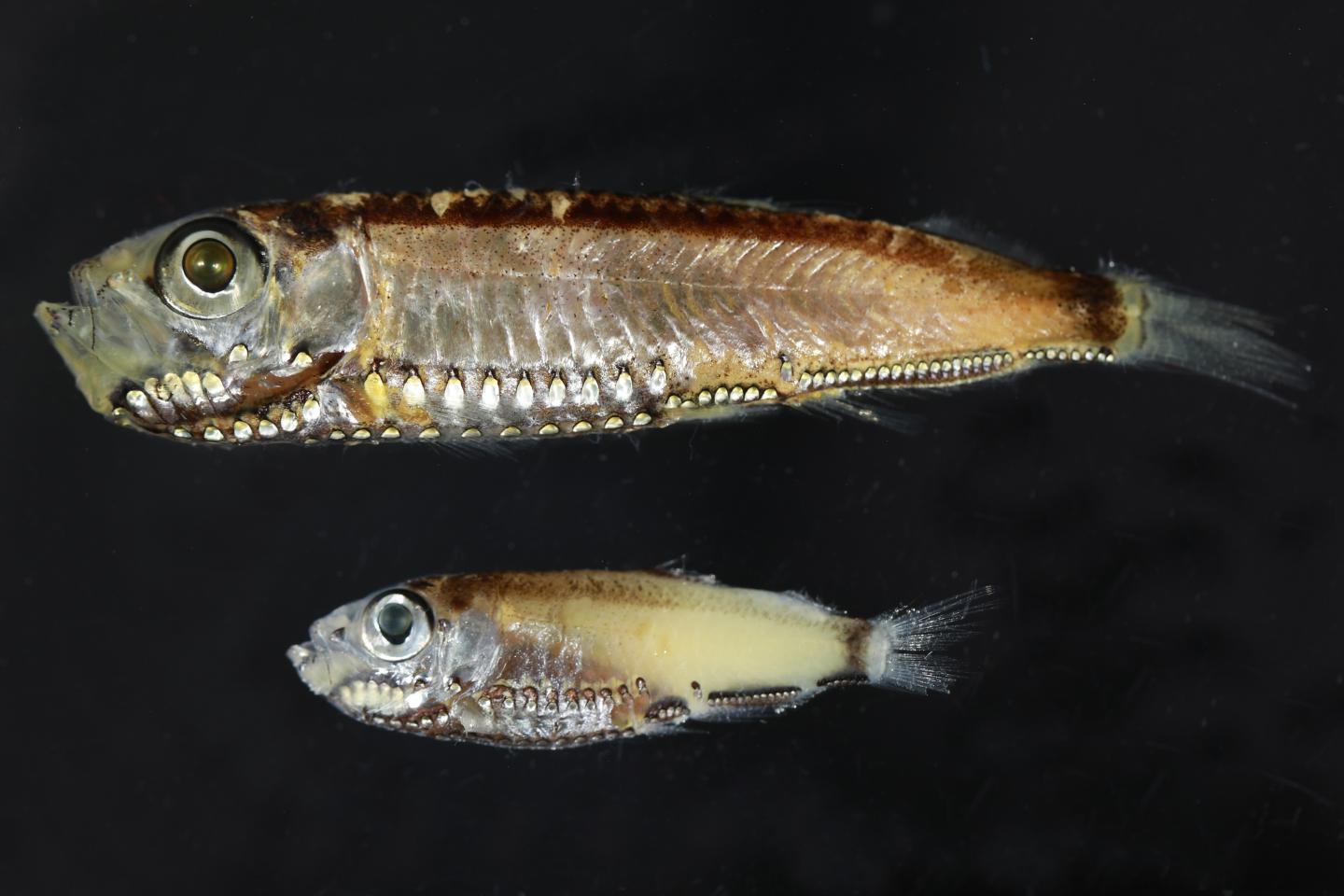 Two Pearlside Species Studied [IMAGE] | EurekAlert! Science News Releases