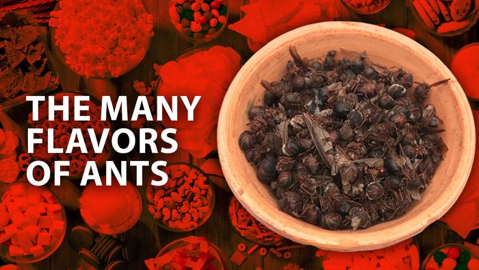 The many flavors of edible ant [IMAGE] | EurekAlert! Science News Releases