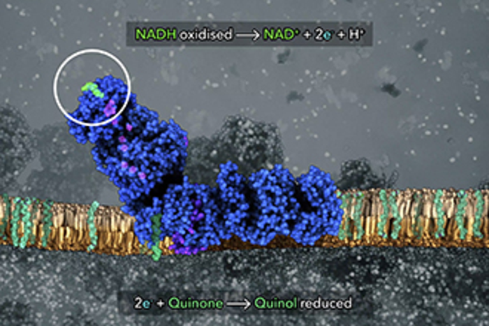 Movement of electrons along th [IMAGE] | EurekAlert! Science News Releases