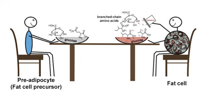 Cartoon: Metabolic Intake of P [IMAGE] | EurekAlert! Science News Releases