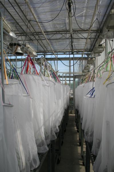 Greenhouse Experiment in Insec [IMAGE] | EurekAlert! Science News Releases