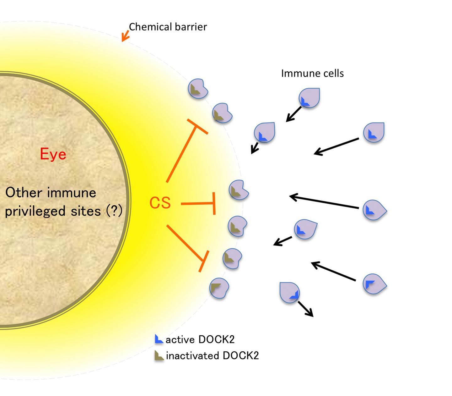 A Form of Cholesterol Allows the Eye to Evade | EurekAlert!