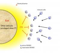 A Form of Cholesterol Allows the Eye to Evade | EurekAlert!