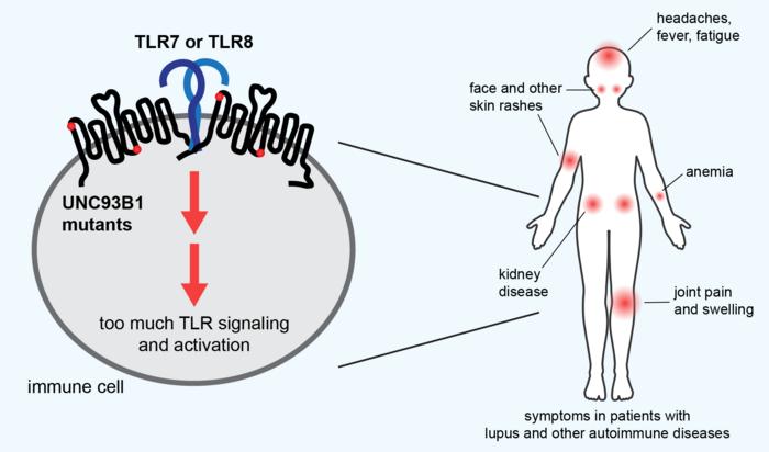 Mutations oversensitive toll-l [IMAGE] | EurekAlert! Science News Releases