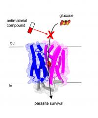 Scientists discover how malaria parasites imp | EurekAlert!