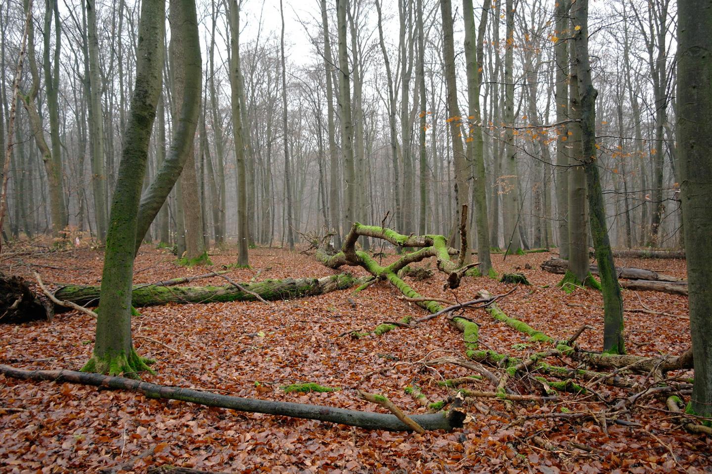 Woodlands in Europe: More tree species, more | EurekAlert!