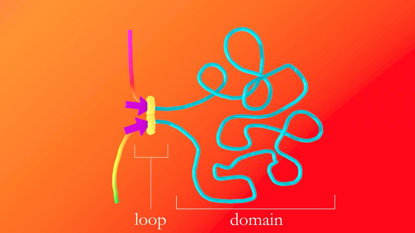 Chromatin Loop Mechanism [IMAGE] | EurekAlert! Science News Releases