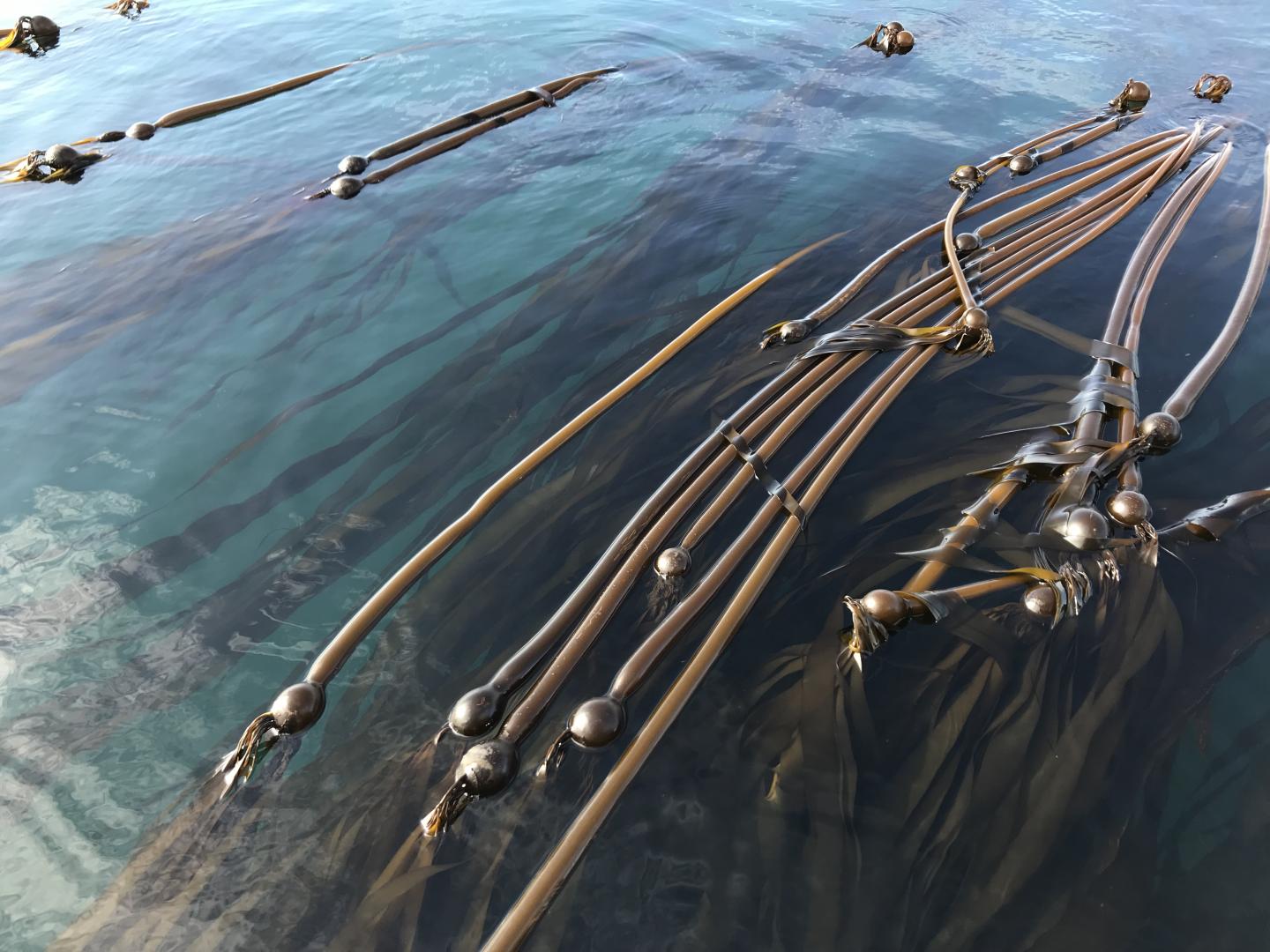 Bull Kelp [IMAGE] | EurekAlert! Science News Releases