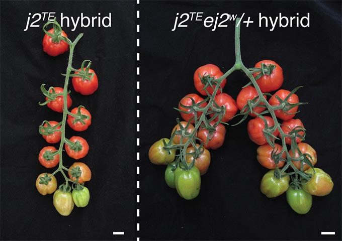 Fine-Tuning Tomato Genes to Ca [IMAGE] | EurekAlert! Science News Releases