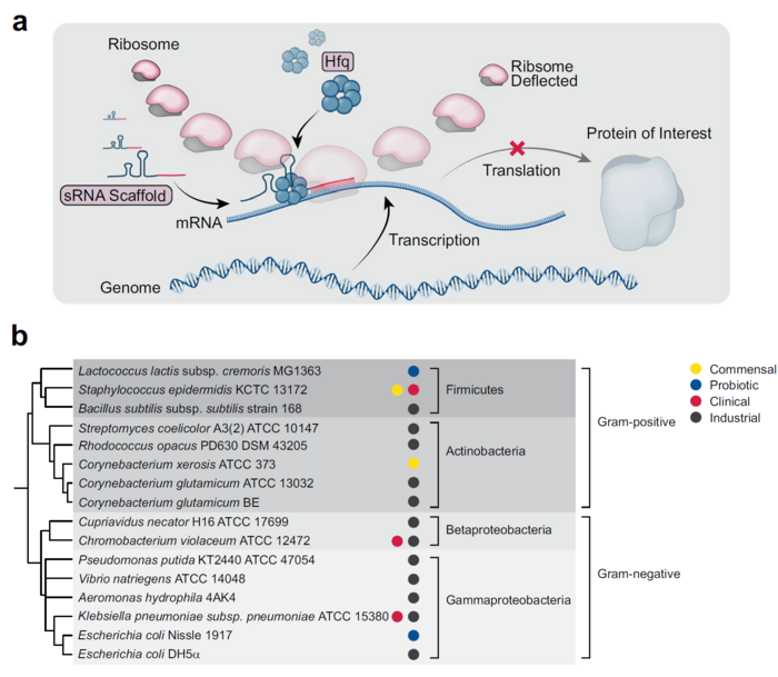 Synthetic sRNAs to knockdown genes in medical | EurekAlert!