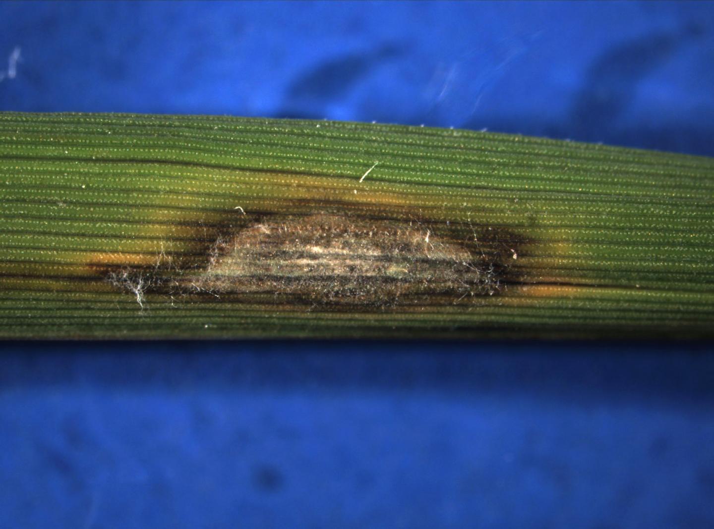 Rice Blast [IMAGE] | EurekAlert! Science News Releases