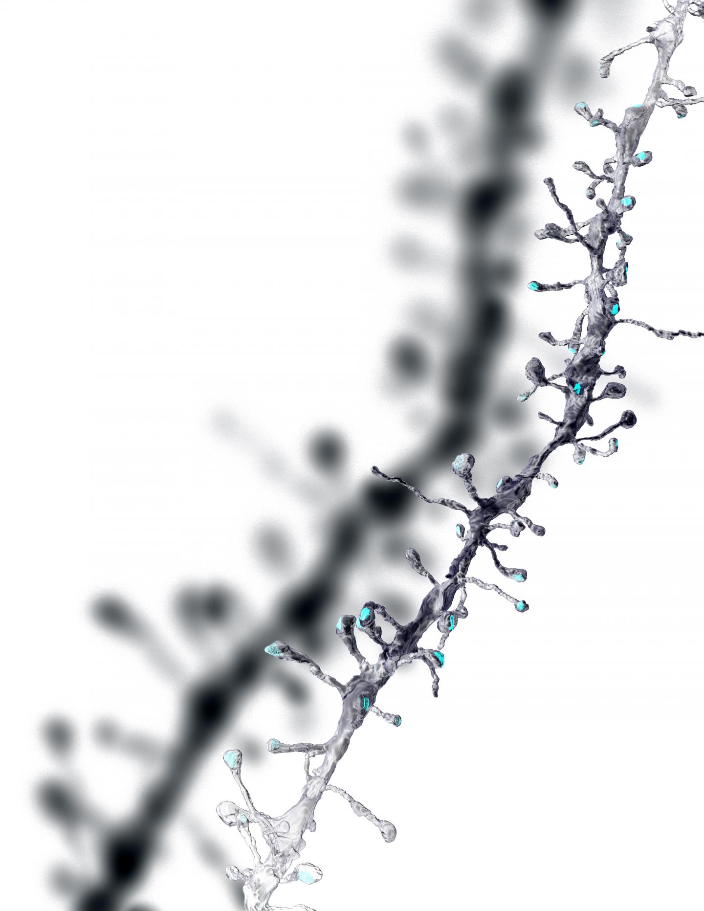 Dendrite in Detail [IMAGE] | EurekAlert! Science News Releases