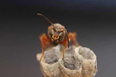 Social Wasps Recognize Each Others' Faces (3 | EurekAlert!