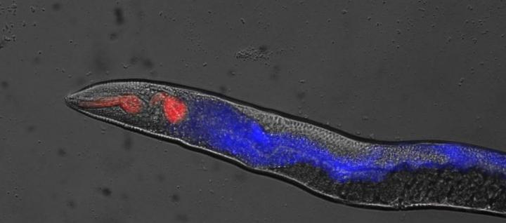 Worm [IMAGE] | EurekAlert! Science News Releases