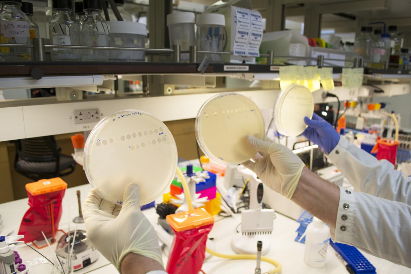 Lambda Virus in the Lab [IMAGE] | EurekAlert! Science News Releases