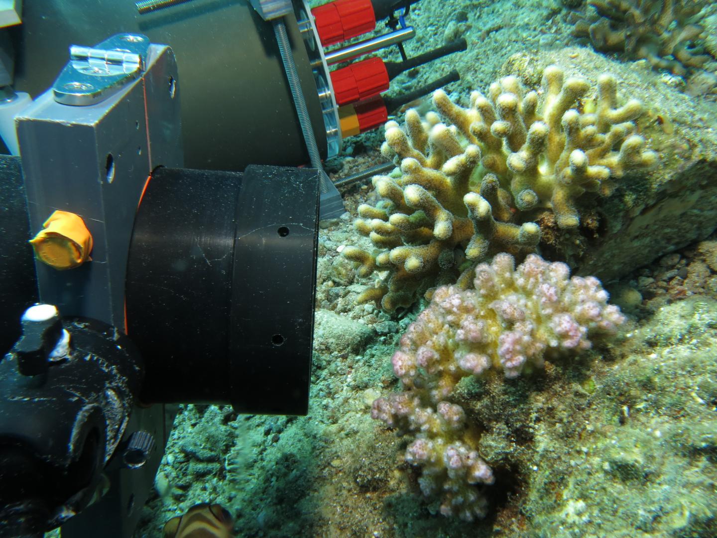 Benthic Underwater Microscope [IMAGE] | EurekAlert! Science News Releases