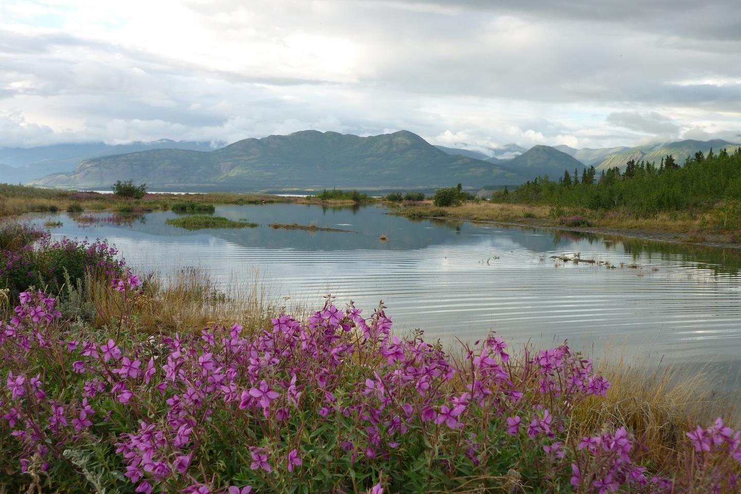 Seed Predation Increases Towar [IMAGE] | EurekAlert! Science News Releases