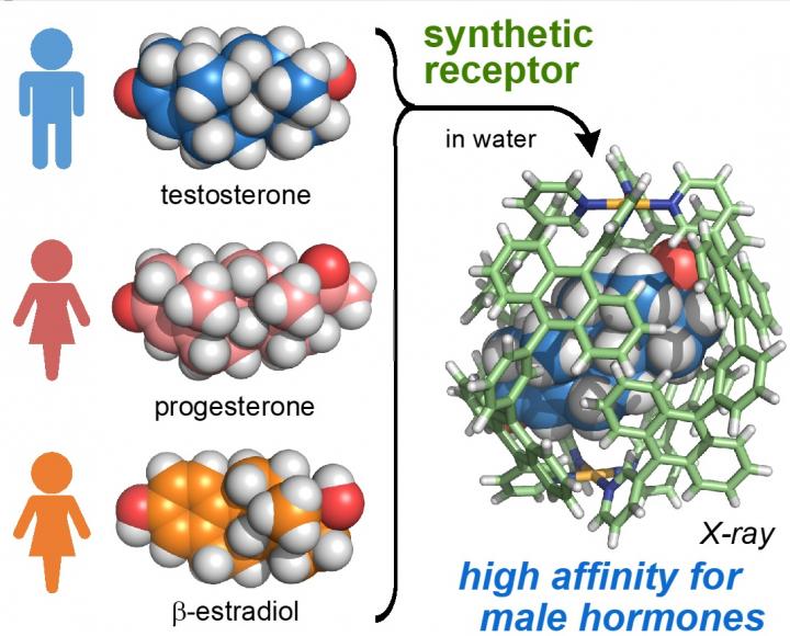 The Synthetic Receptor Prefere [IMAGE] | EurekAlert! Science News Releases