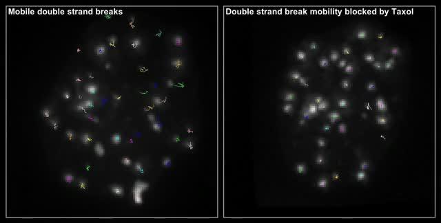 DNA strands often 'wiggle' as part of genetic | EurekAlert!