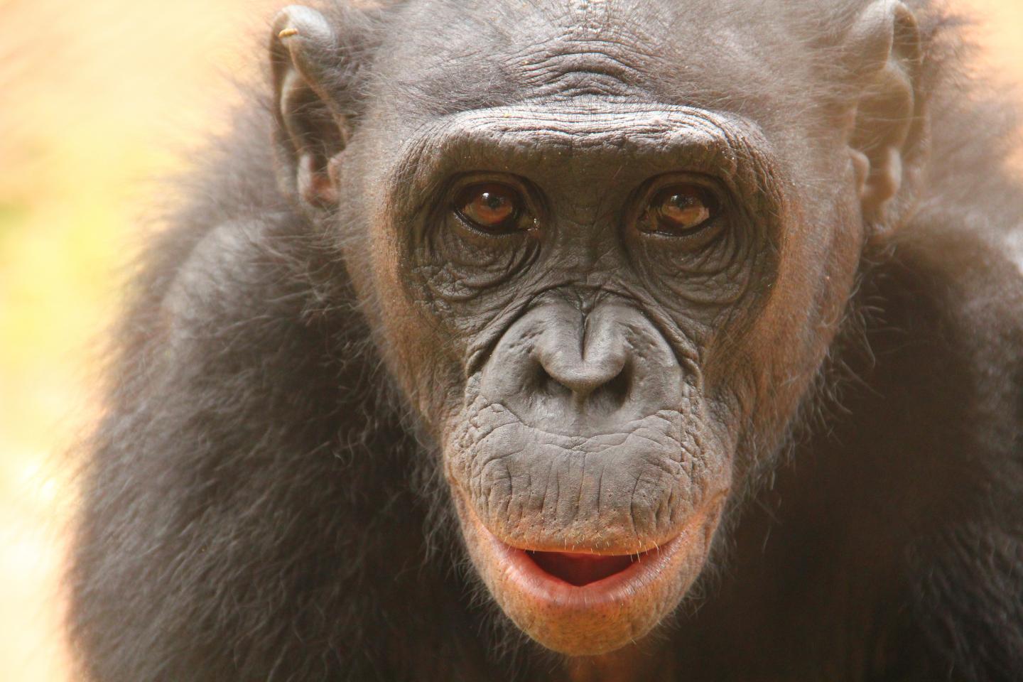 The Bonobo ( Pan paniscus