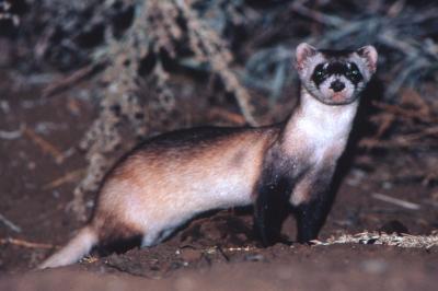 The Ferret Returns 3 (of 4) | EurekAlert!