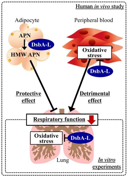 DsbA-L Protects Lung Functions [IMAGE] | EurekAlert! Science News Releases