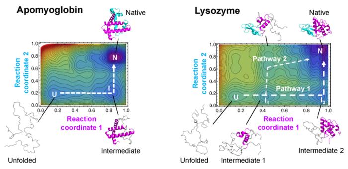 Protein folding landscapes [IMAGE] | EurekAlert! Science News Releases