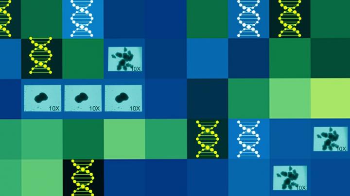 Illustration: HIV Gene Express [IMAGE] | EurekAlert! Science News Releases