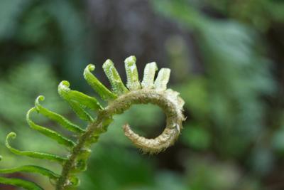 Newly Emergent Frond of Pol [IMAGE] | EurekAlert! Science News Releases