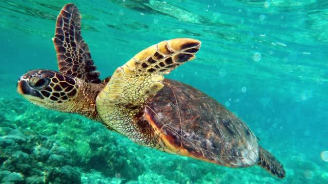 Understanding body language of mice | EurekAlert!