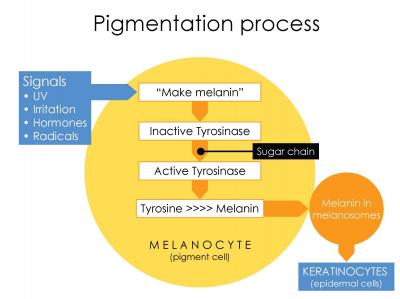 Pigmentation Process [IMAGE] | EurekAlert! Science News Releases