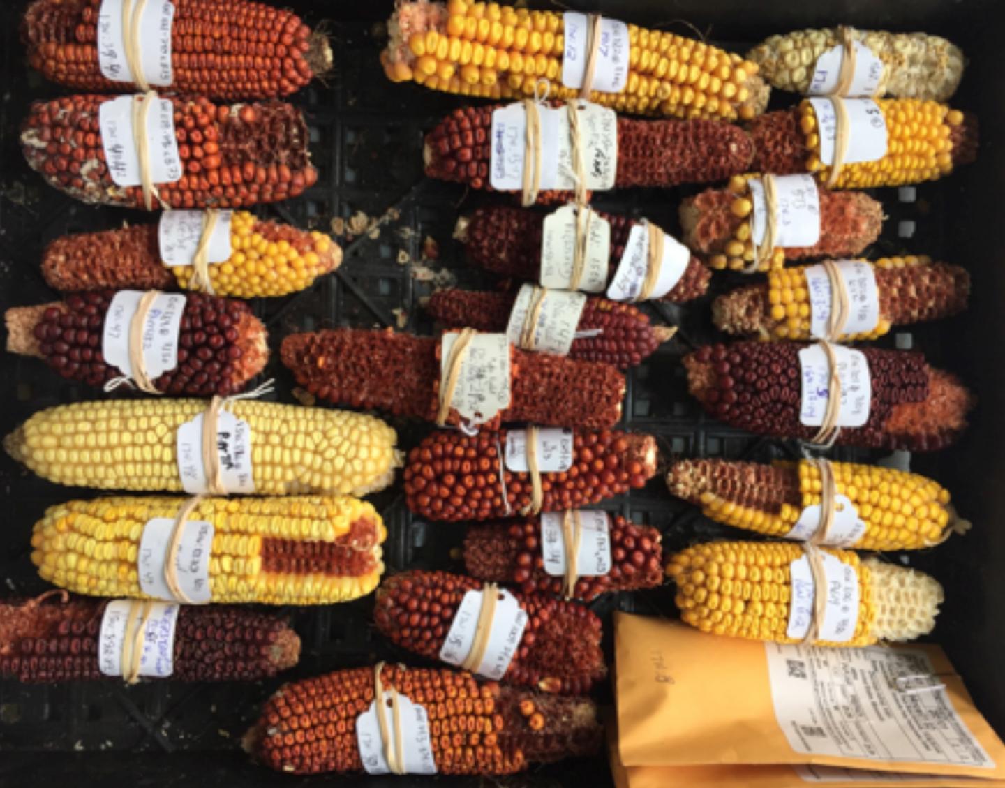 Corn genetics research exposes mechanism behi | EurekAlert!