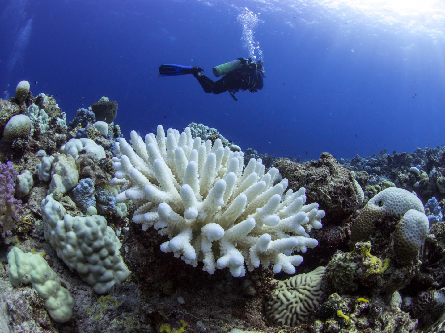Algae, Friends of Coral, Produ [IMAGE] | EurekAlert! Science News Releases