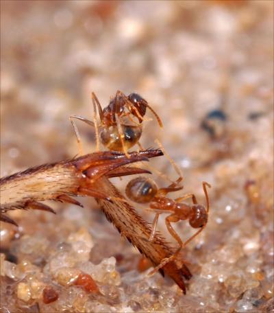 Fire Ants Falling to Acid-Covered Crazy Ants | EurekAlert!