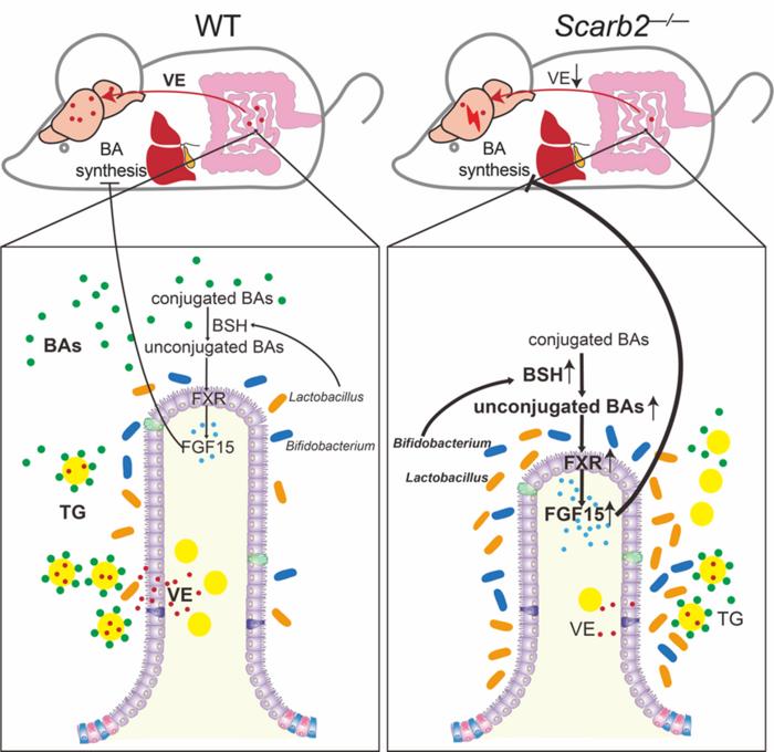 Image [IMAGE] | EurekAlert! Science News Releases