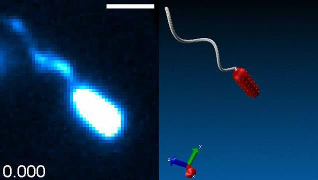 First direct visualization of archaella's rot | EurekAlert!