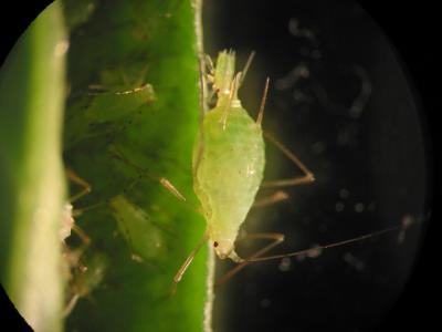 Mother Giving Birth [IMAGE] | EurekAlert! Science News Releases