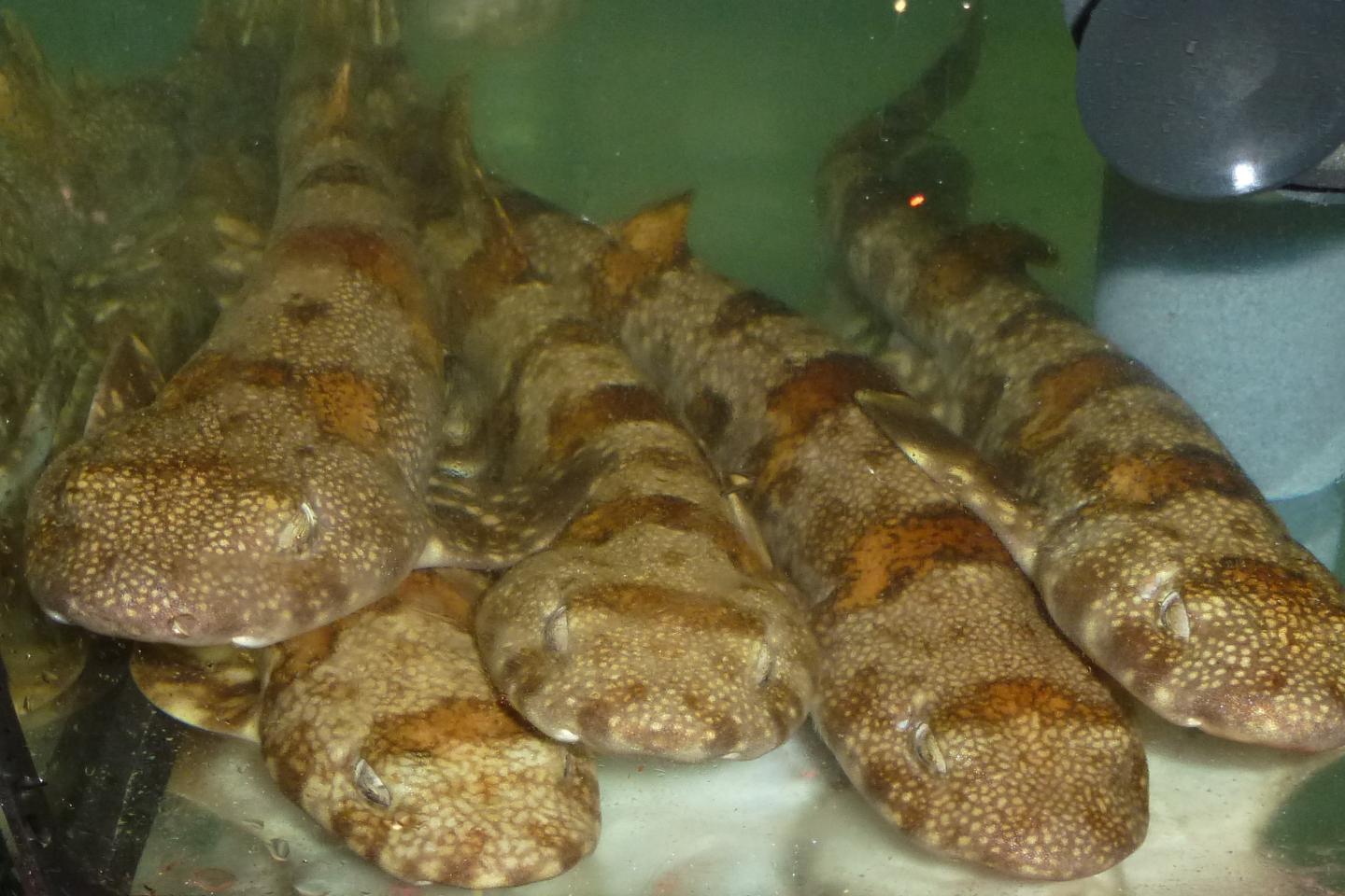 Puffadder Shysharks [IMAGE] | EurekAlert! Science News Releases