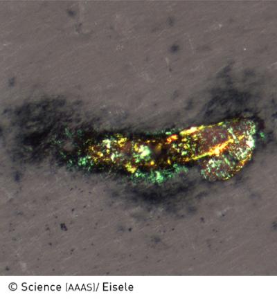 Stained Brain Slice of a Trans [IMAGE] | EurekAlert! Science News Releases