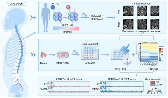 HiTIP-seq profiles epigenomic [IMAGE] | EurekAlert! Science News Releases