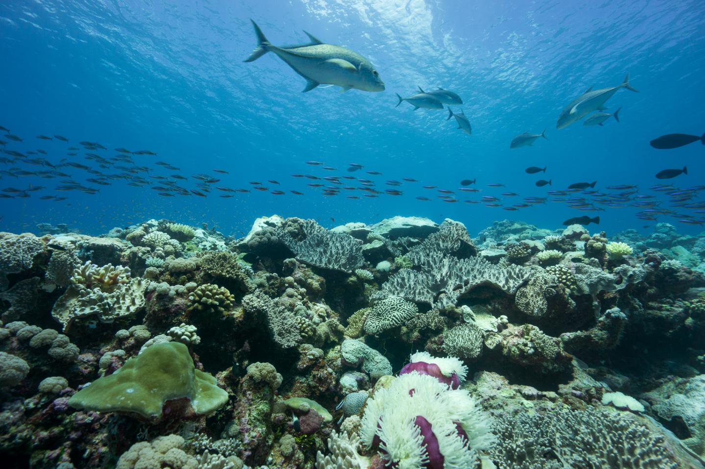 The Global Reef Expedition col [IMAGE] | EurekAlert! Science News Releases