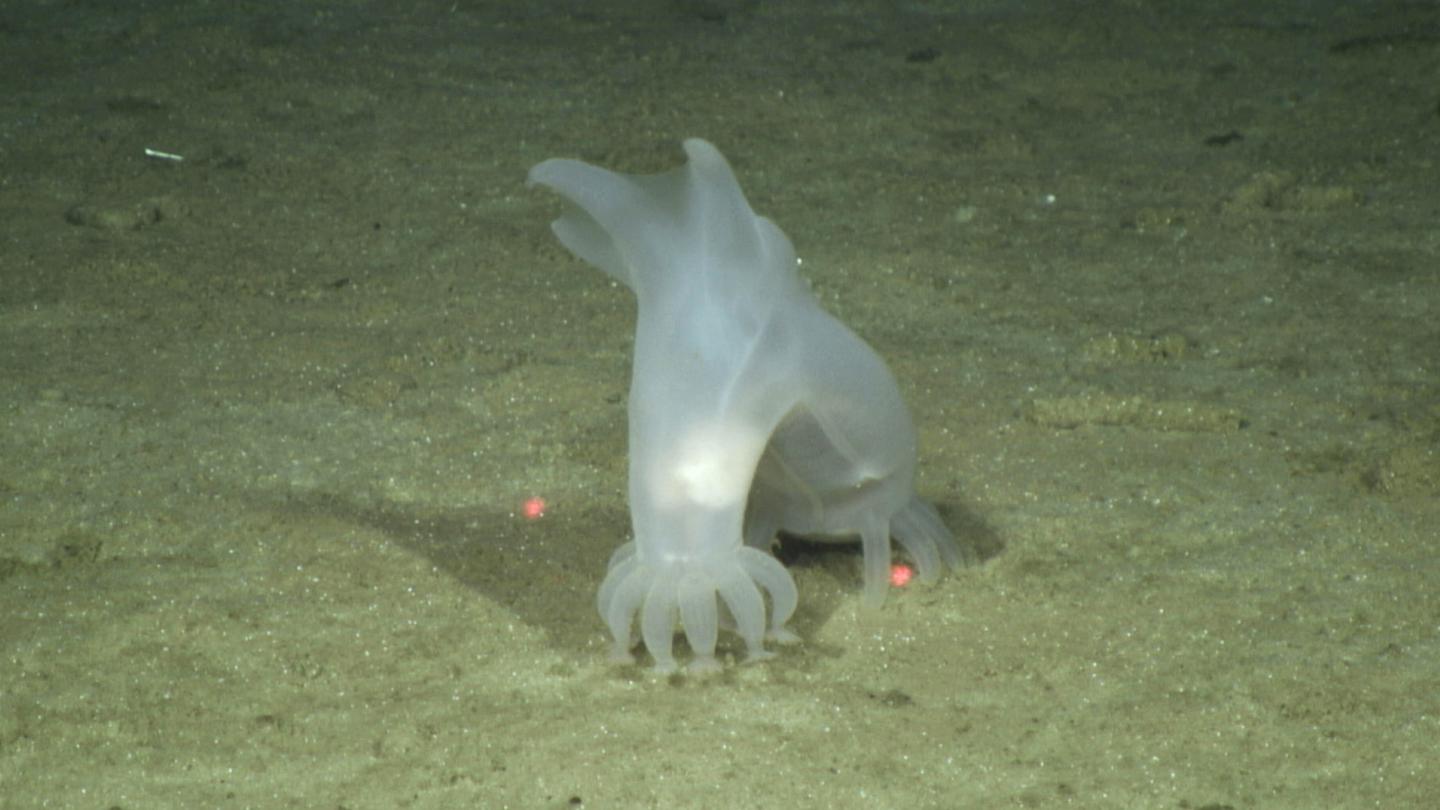 Sea Cucumber [IMAGE] | EurekAlert! Science News Releases