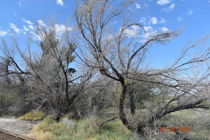 Dead mesquite trees [IMAGE] | EurekAlert! Science News Releases